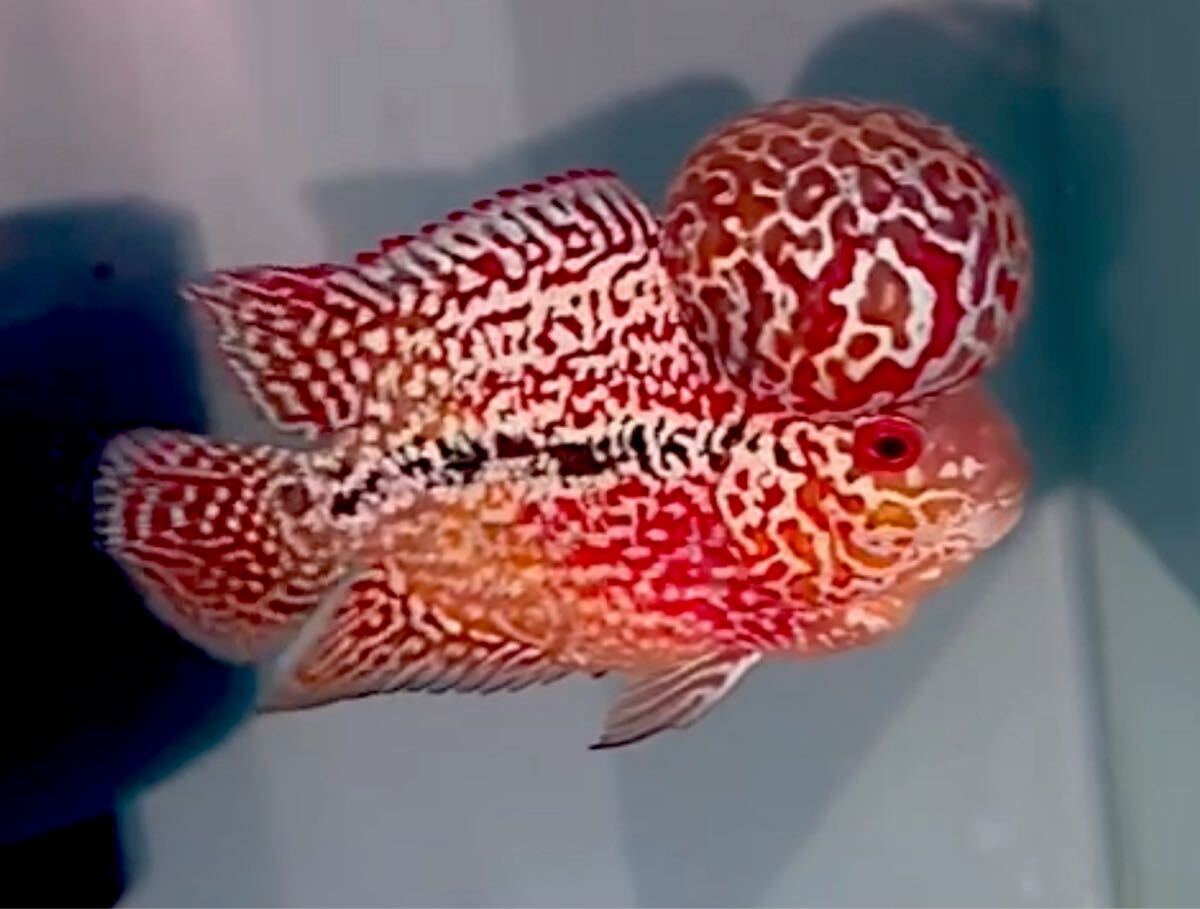 Yahoo!オークション - GPH 厳選個体 VIPグレード 2色 レッド＋オレン...