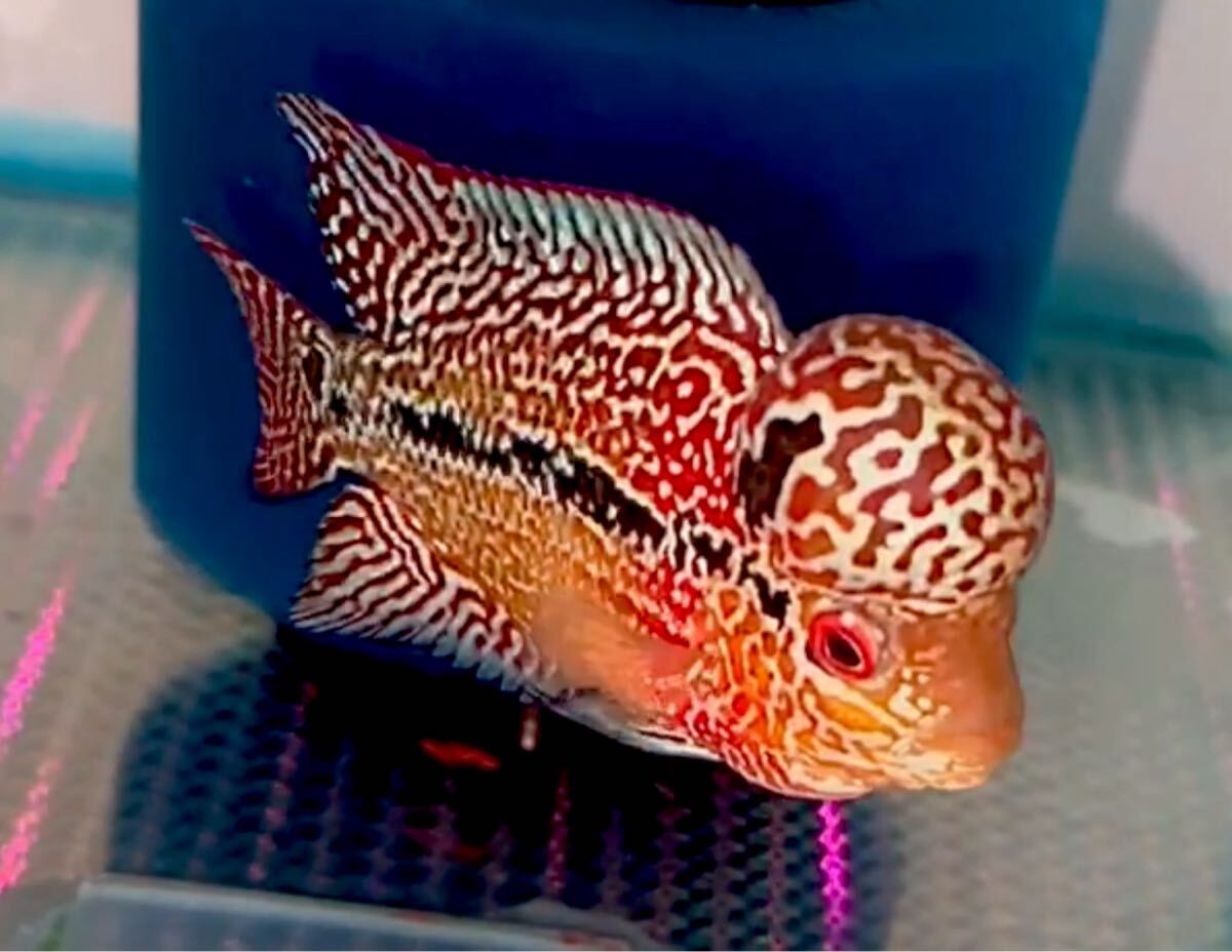 Yahoo!オークション - GPH 厳選個体 VIPグレード 2色 レッド＋オレン...