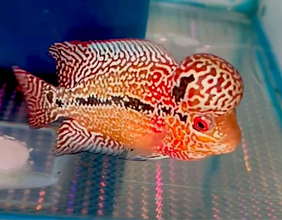 Yahoo!オークション - GPH 厳選個体 VIPグレード 2色 レッド＋オレン...