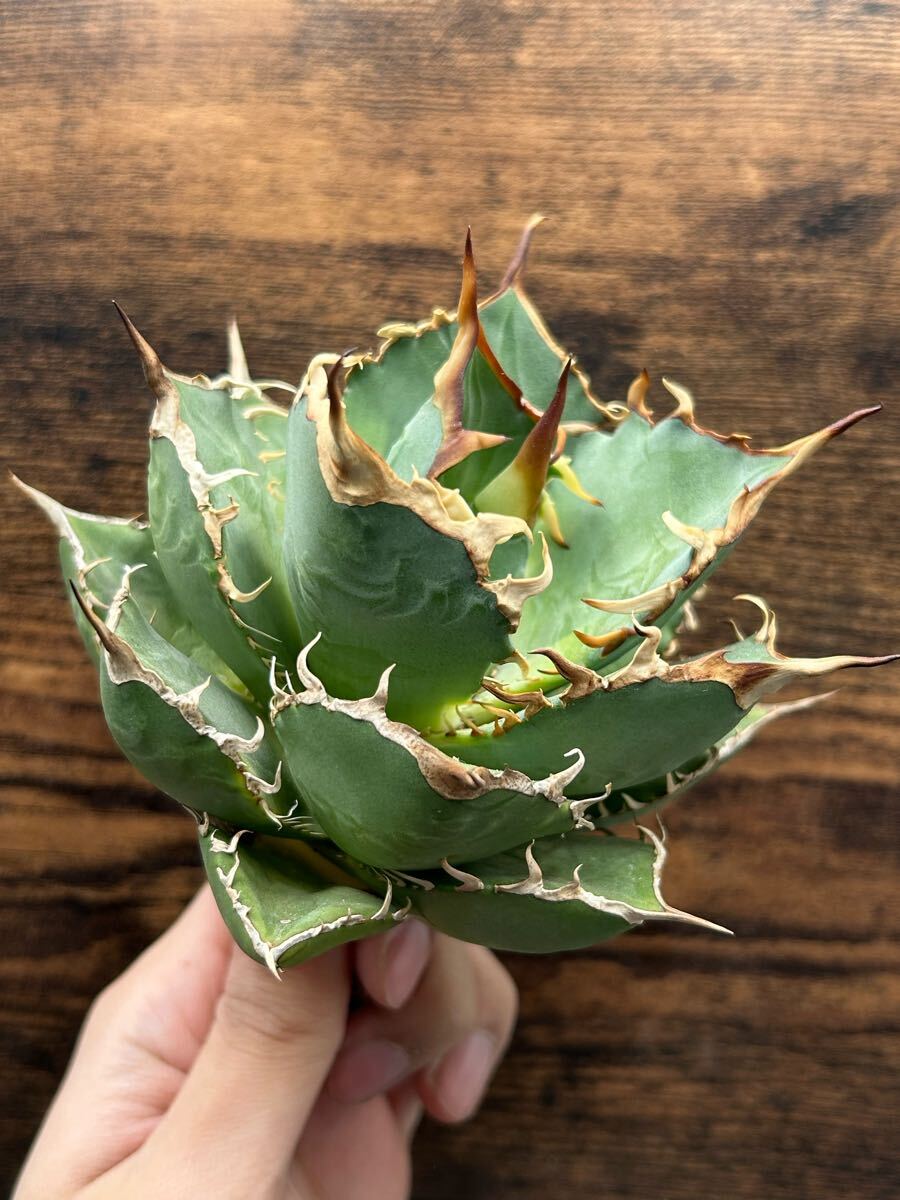 Yahoo!オークション - 056ー 2ANアガベ 霸王竜 極上状態 アガベチタノ...