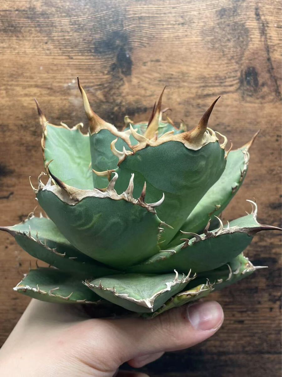 Yahoo!オークション - 056ー 2ANアガベ 霸王竜 極上状態 アガベチタノ...