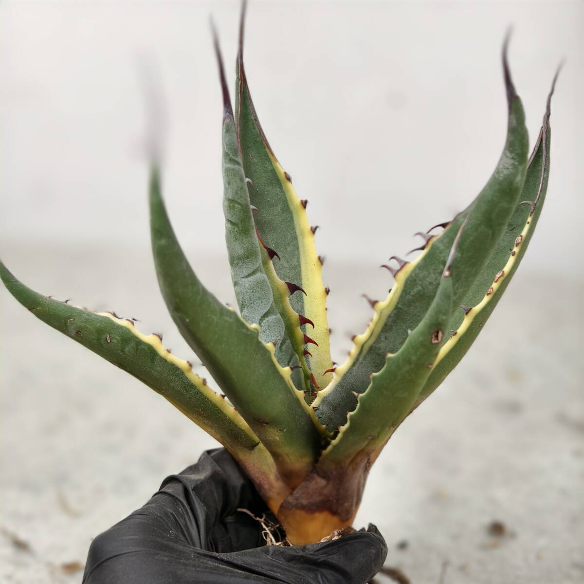 Yahoo!オークション - 94 大サイズ 希少 アガベ モンタナ ティファニー...