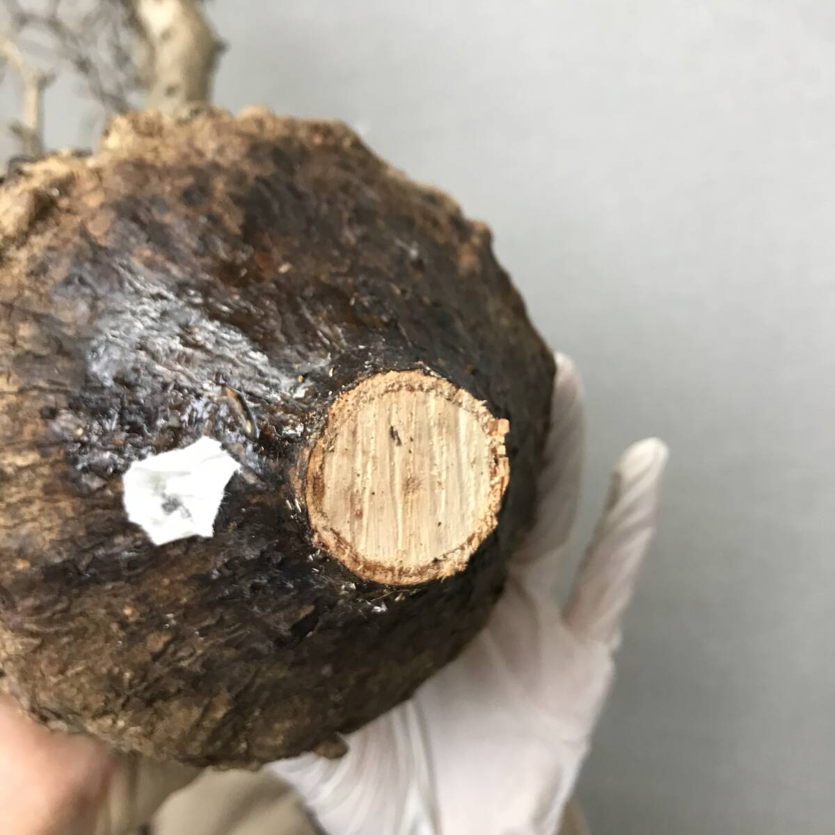 Yahoo!オークション - B27 2/27到着 山採り新鮮ベアルート株オペルクリ...