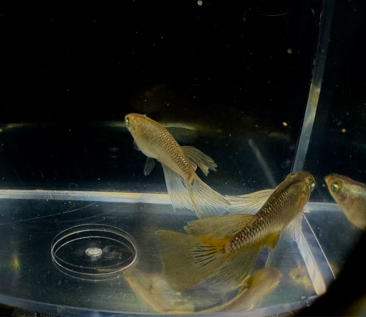 Yahoo!オークション - 【趣味めだか】極上ガブリエル RLF 1ペア