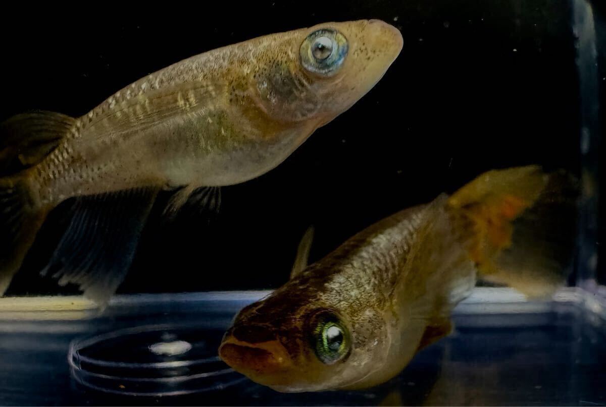 Yahoo!オークション - 【趣味めだか】極上ガブリエル RLF 1ペア