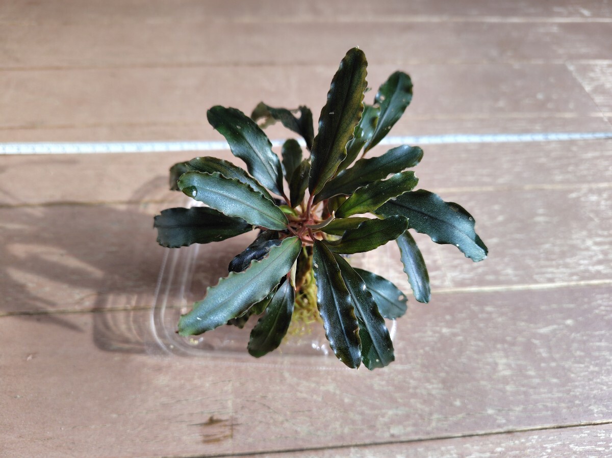 Yahoo!オークション - ブセファランドラ ブラックソード Bucephalandra...