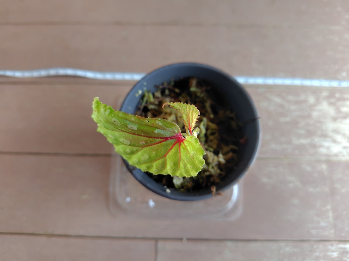 Yahoo!オークション - 原種ベゴニア TB便 Begonia sp. Mempawah hulu L...