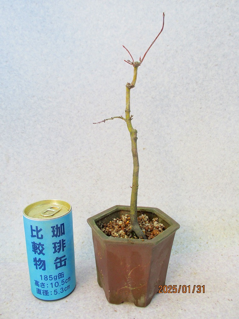 Yahoo!オークション - [讃岐屋緑兵衛]モミジ(012045六角鉢)全高 32㎝