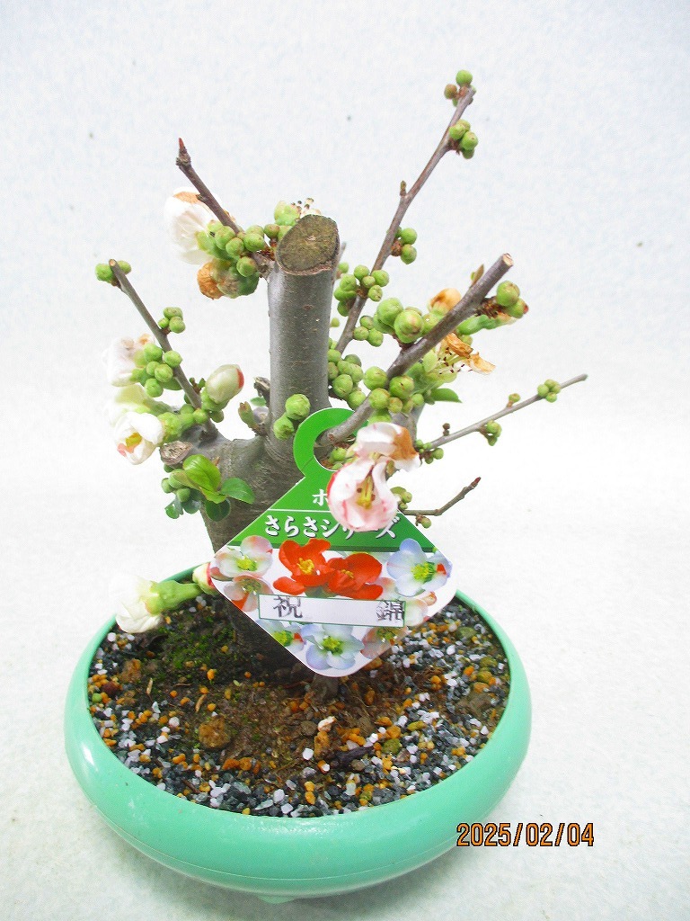 Yahoo!オークション - [讃岐屋緑兵衛]木瓜 祝錦(02175プラ鉢)全高 24㎝...