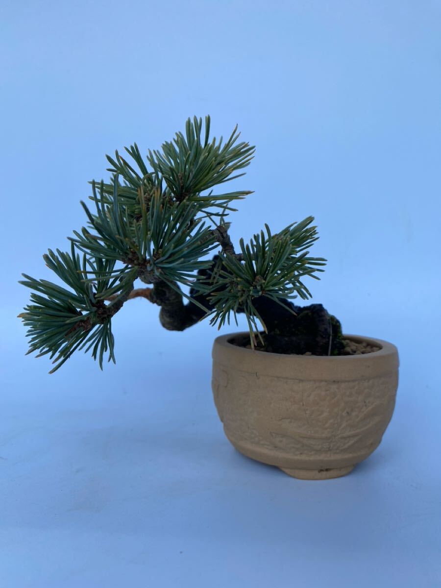 Yahoo!オークション - 【盆栽NAOMI】吾妻五葉松 ミニ 樹高8㎝