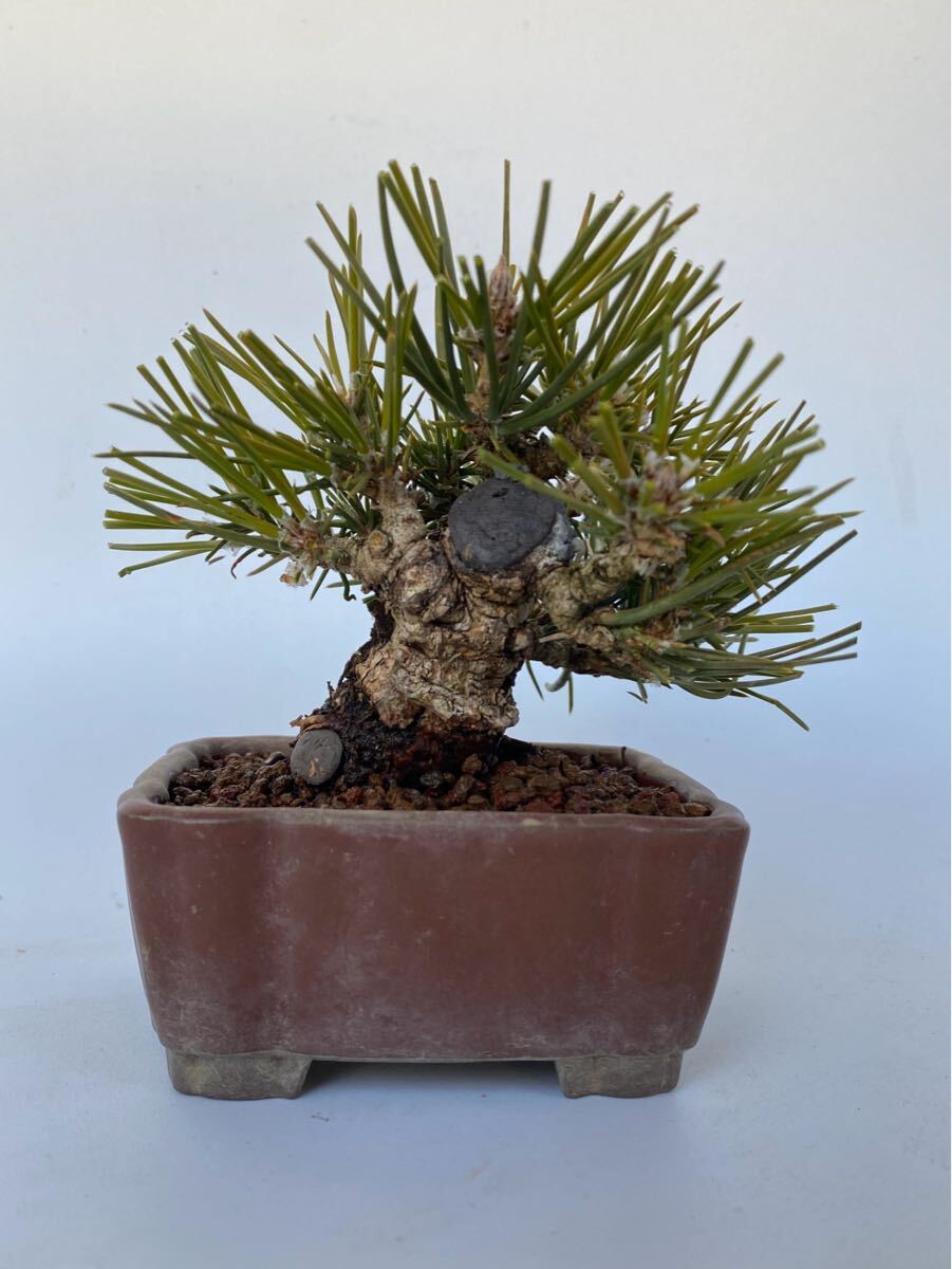 盆栽NAOMI 黒松 ミニ盆栽 樹高9センチ 模様木(松)｜売買されたオークション情報、yahooの商品情報をアーカイブ公開 - オークファン（aucfan.com）