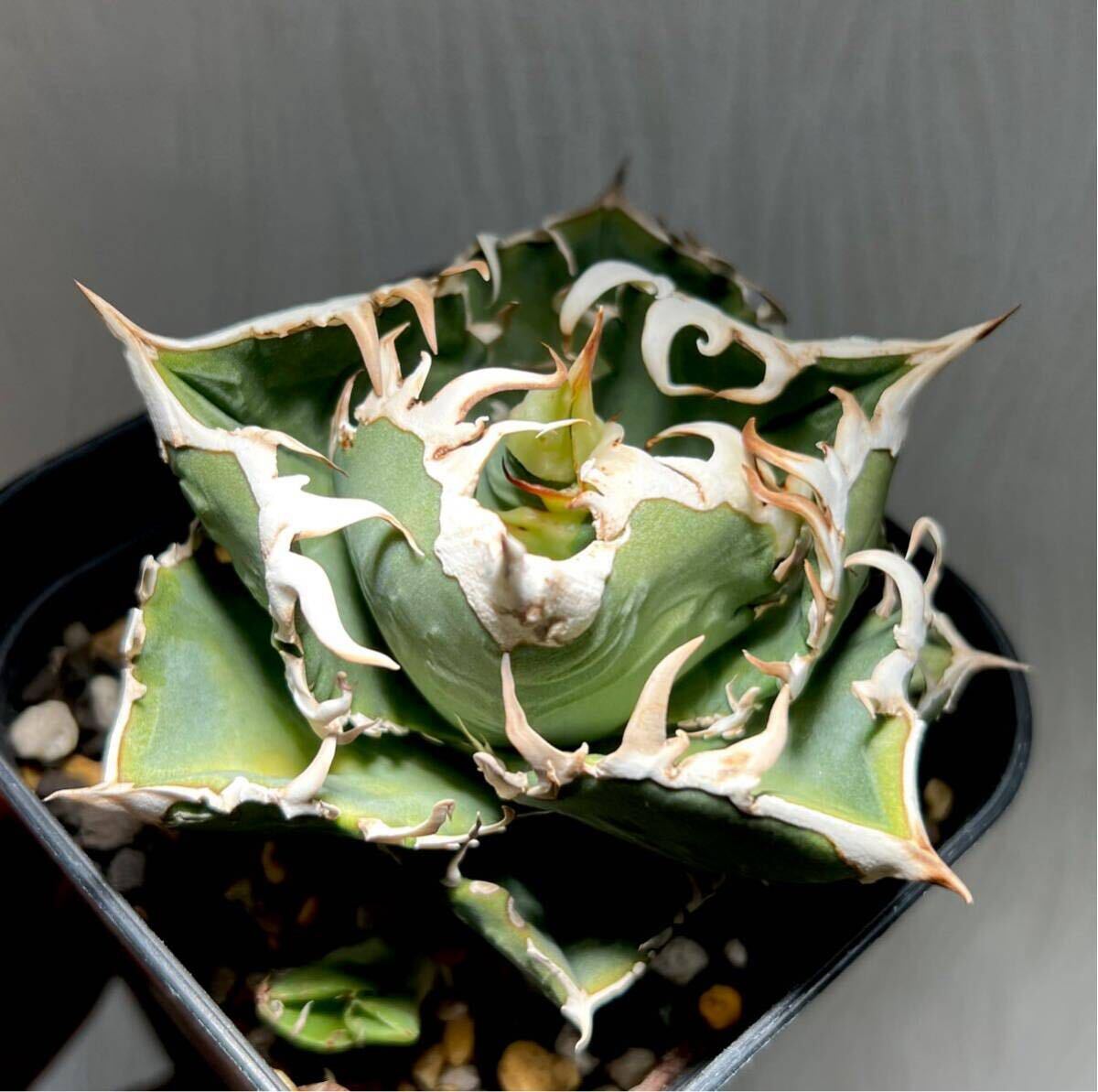 Yahoo!オークション - アガベ チタノタ「COK CG01」 Agave titanota 'C...