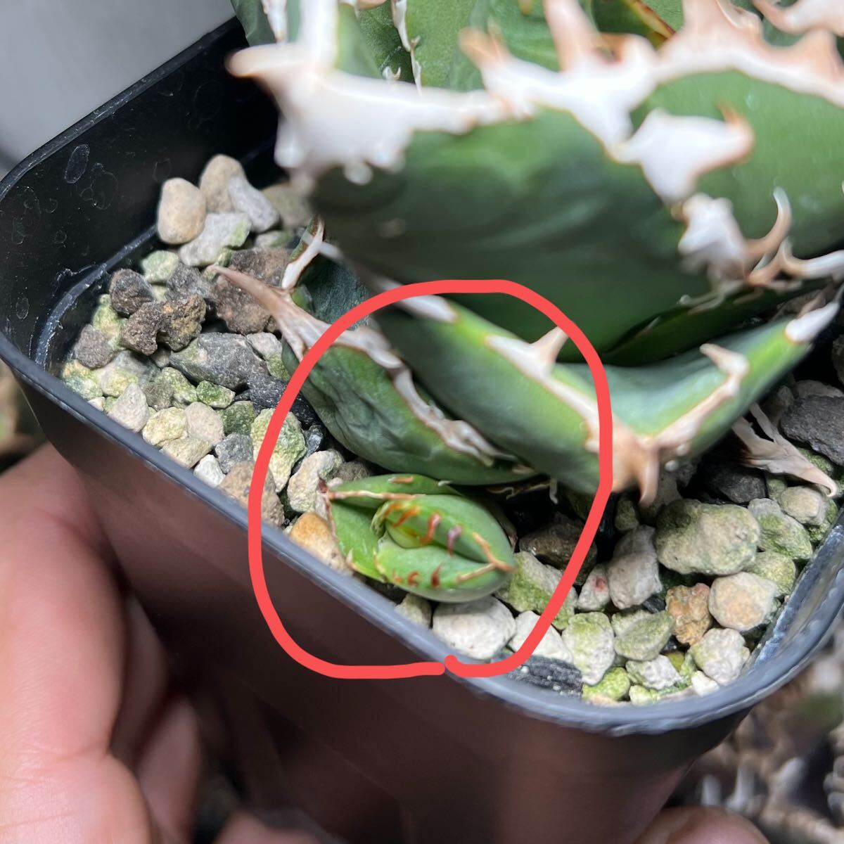 Yahoo!オークション - アガベ チタノタ「COK CG01」 Agave titanota 'C...