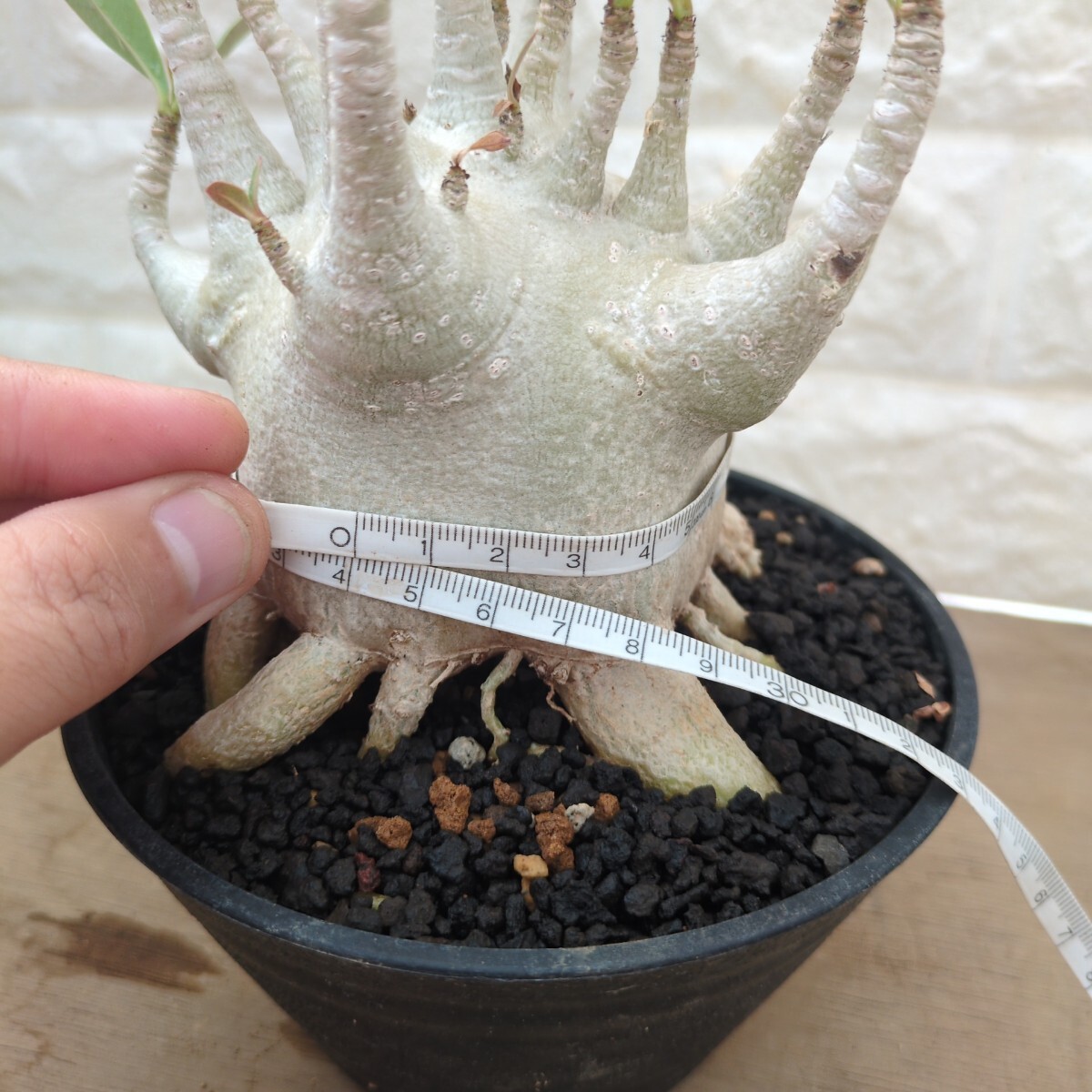 Yahoo!オークション - g92 アデニウム ドワーフ タコ足 オクトパス 塊...