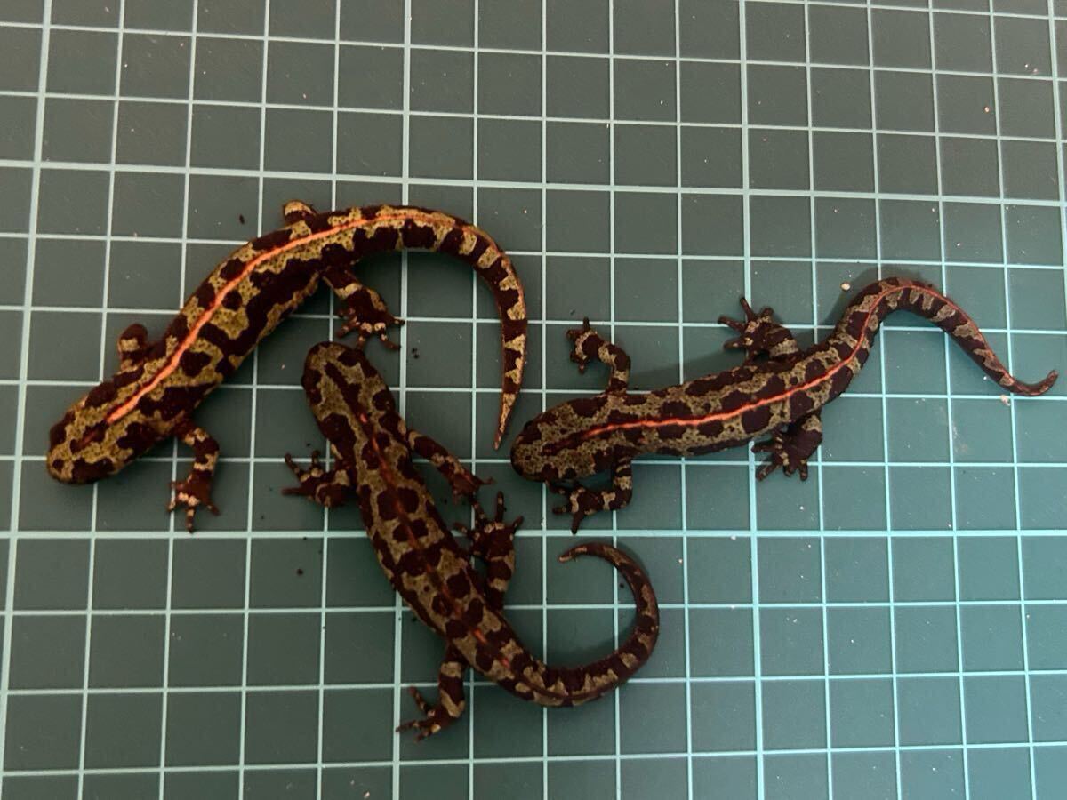 Yahoo!オークション - マダライモリ 2024CB 3匹 有尾類 イモリ サラマ...