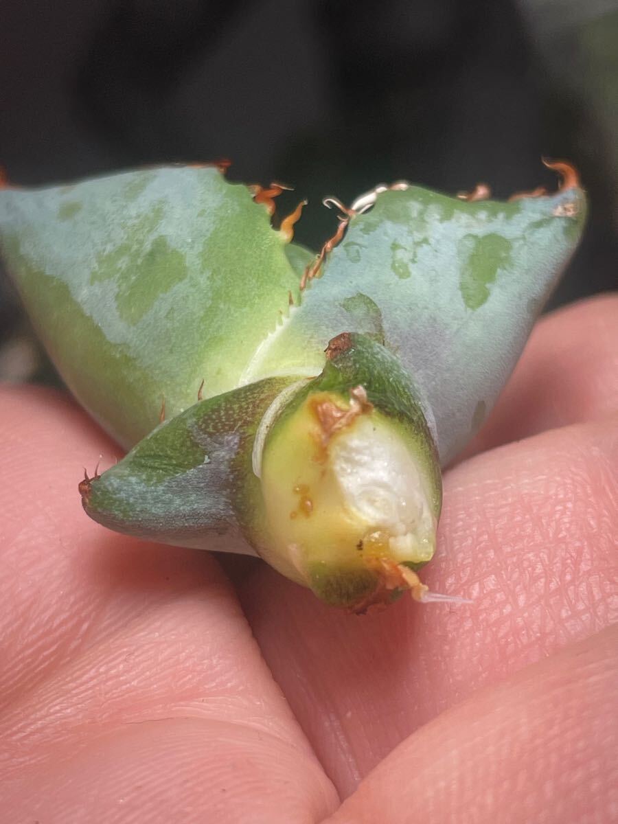 Yahoo!オークション - AB3 アガベ 選抜ブルー ジャギジャギタイプ 子株...