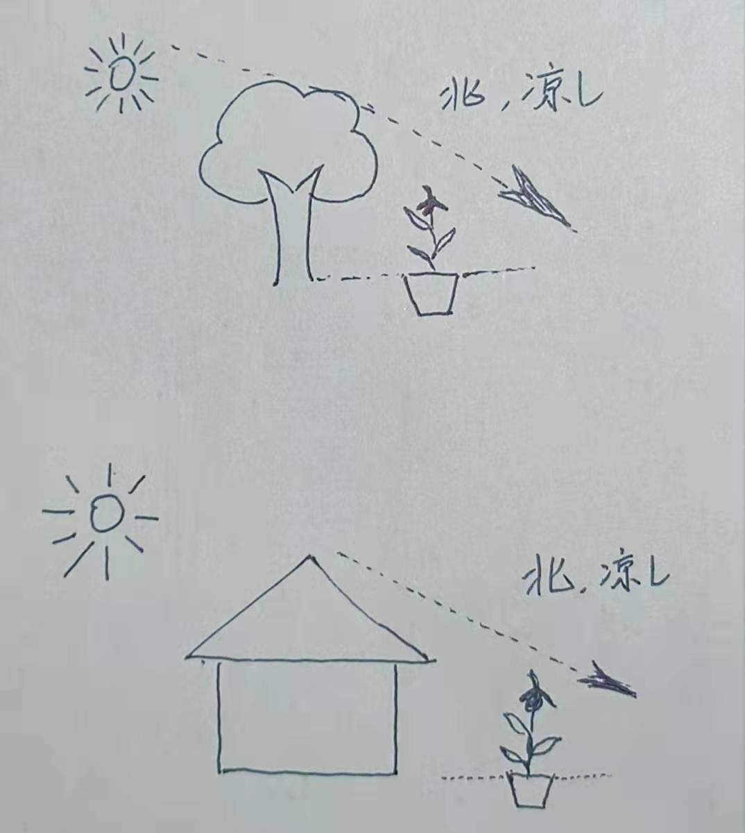 Yahoo!オークション - W17 洋蘭原種山野草MIX“Cypri.白花”（中輪花 ...