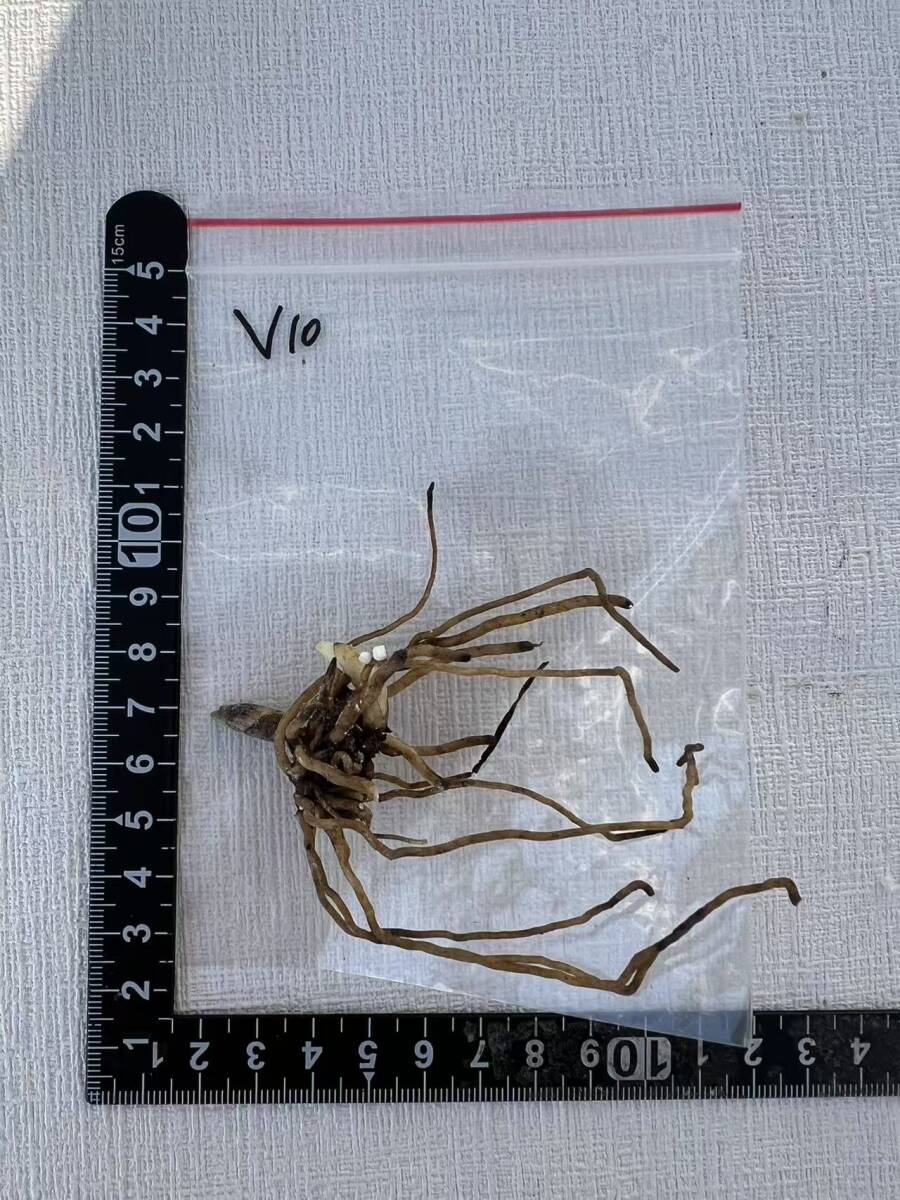 Yahoo!オークション - V10 山野草洋蘭原種Cypri.ベントリコーサム白花 ...