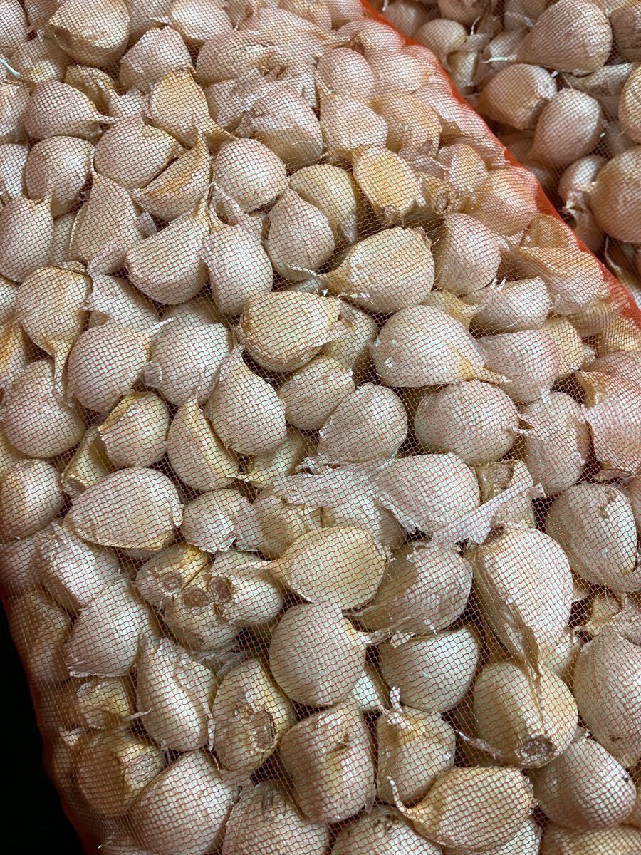 Yahoo!オークション - 青森県産 令和6年産 にんにく バラ L 10kg