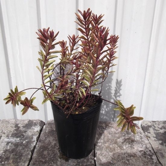 Yahoo!オークション - 複数出品【ヘーベ・アイスブランカ Hebe ice bla...