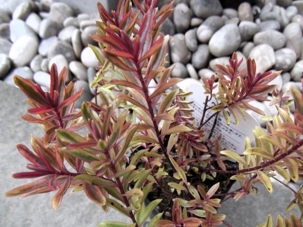 Yahoo!オークション - 複数出品【ヘーベ・アイスブランカ Hebe ice bla...