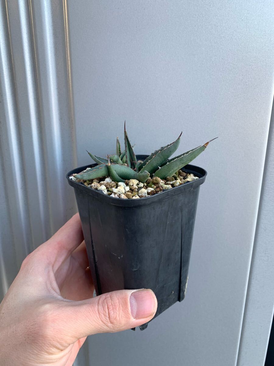 Yahoo!オークション - アガベ ニグラ シャークスキン / Agave nigra Sh...