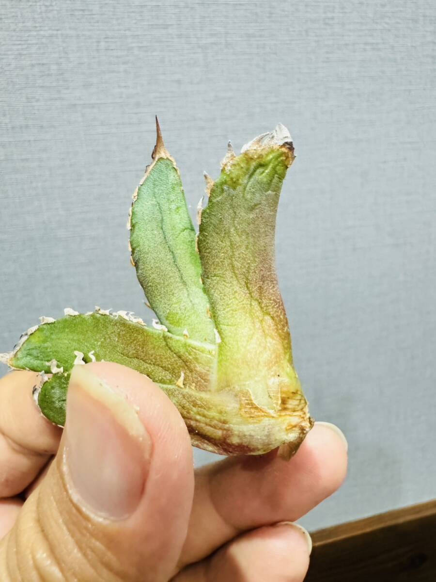 Yahoo!オークション - 【ever plants】Agave titanota 皇冠（4098） チ...