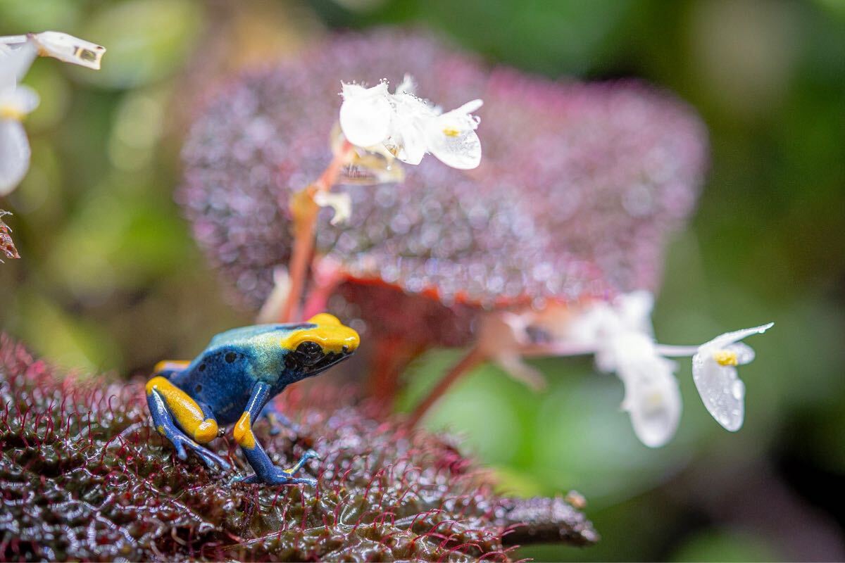 Yahoo!オークション - アイゾメヤドクガエル トゥムクマケ cb3匹