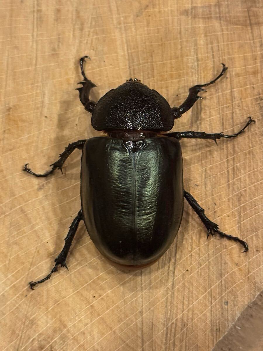 Yahoo!オークション - WF1 エンガノオオカブト ♀単品 未後食