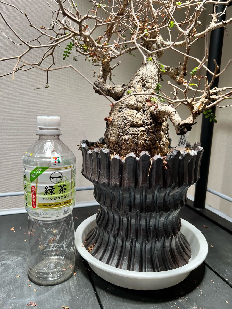 Yahoo!オークション - 美形 オペルクリカリア パキプス