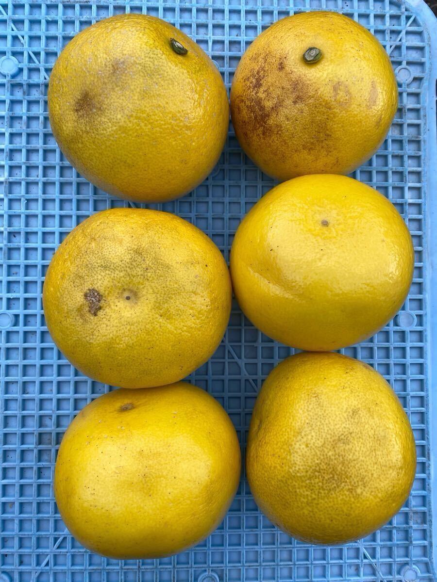 Yahoo!オークション - 即決 訳あり 文旦3L/4L 10kg 農家直送 高知県産 ...