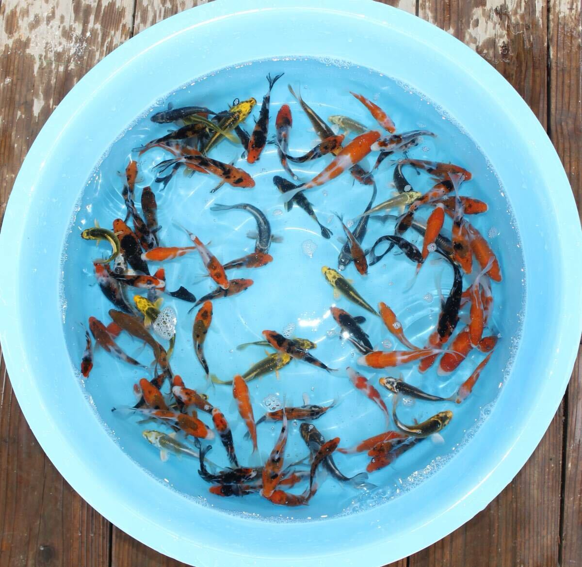 Yahoo!オークション - 錦鯉 ミックス当歳 15～20cm 30匹セット