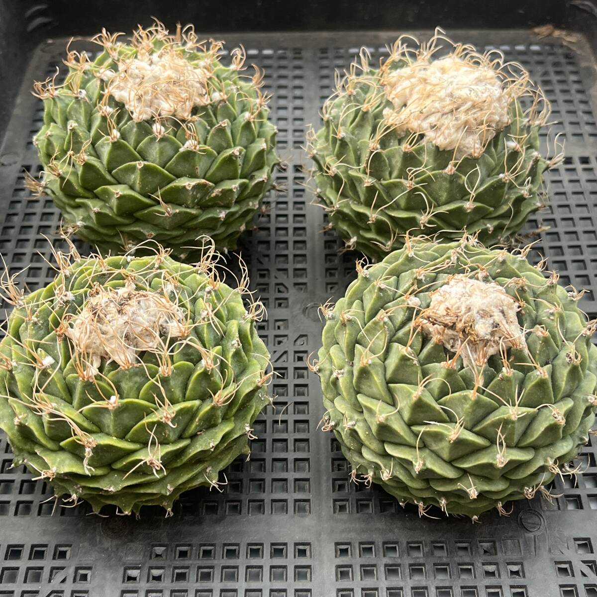 Yahoo!オークション - K53多肉植物 帝冠 サボテン オブレゴニア デニグ...