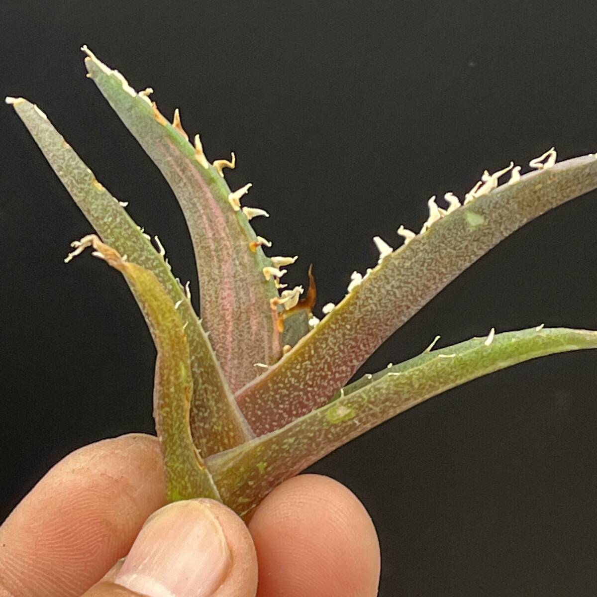 Yahoo!オークション - Q18多肉植物 アガベ チタノタ 白鯨錦 縞斑錦 精...