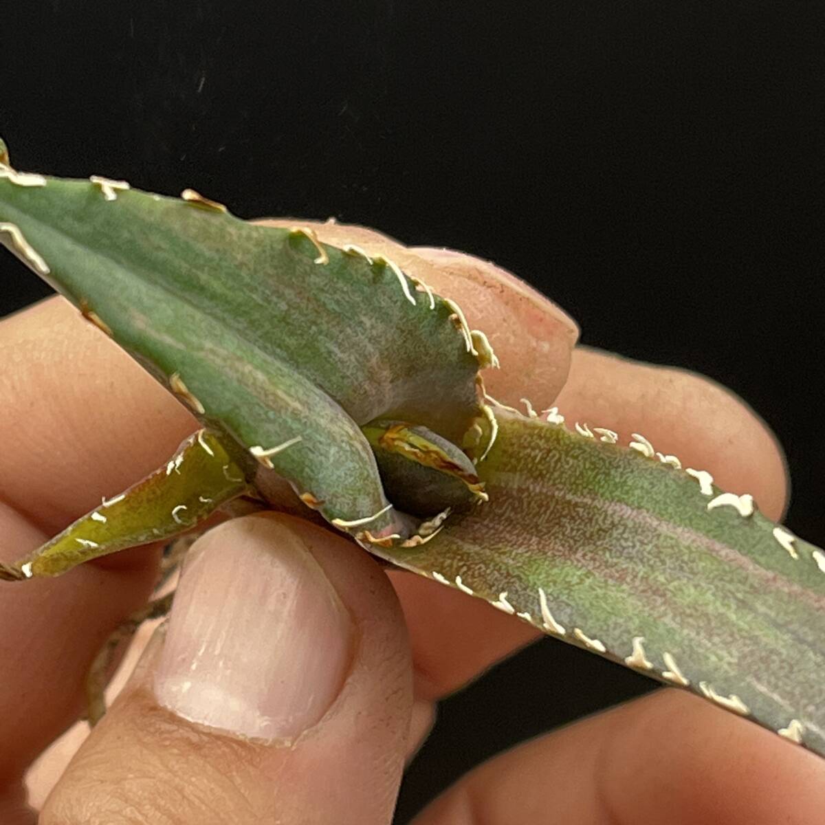 Yahoo!オークション - Q18多肉植物 アガベ チタノタ 白鯨錦 縞斑錦 精...