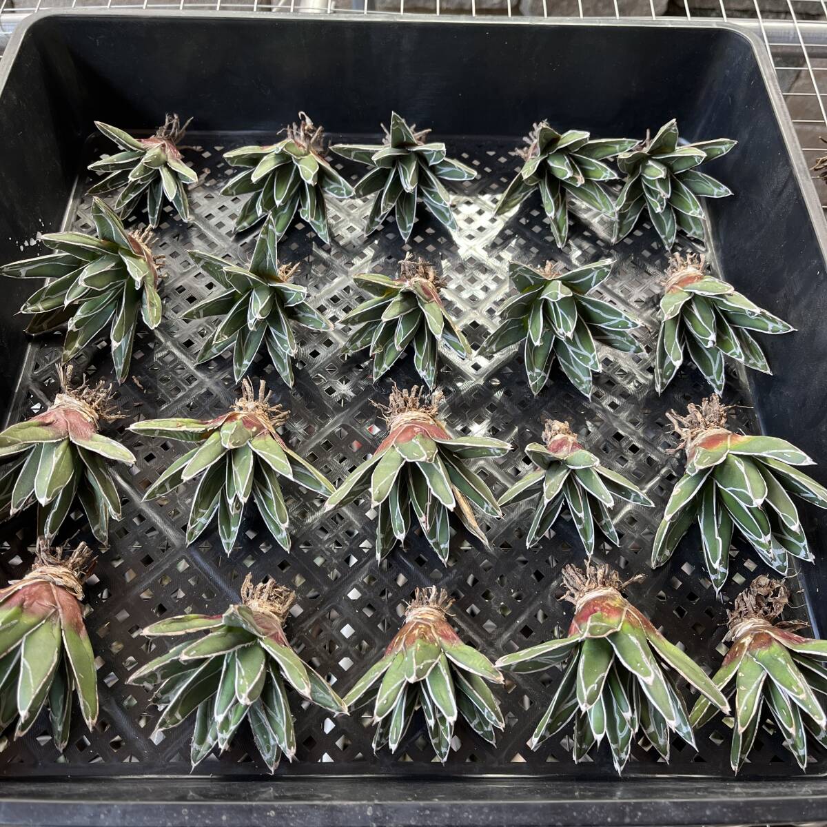 Yahoo!オークション - R38アガベ 多肉植物 笹の雪 ダルマ笹の雪 濃白株...