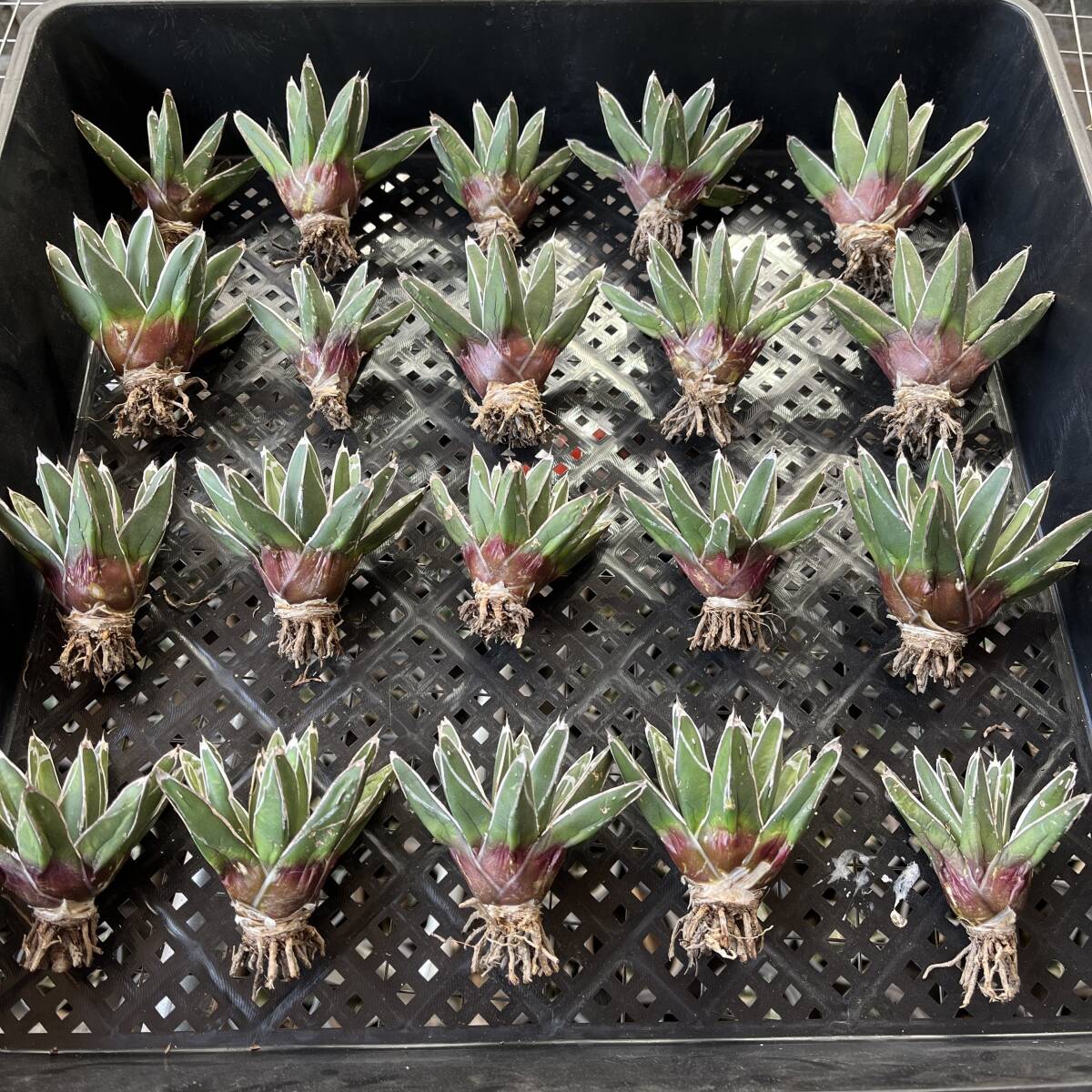 Yahoo!オークション - R38アガベ 多肉植物 笹の雪 ダルマ笹の雪 濃白株...