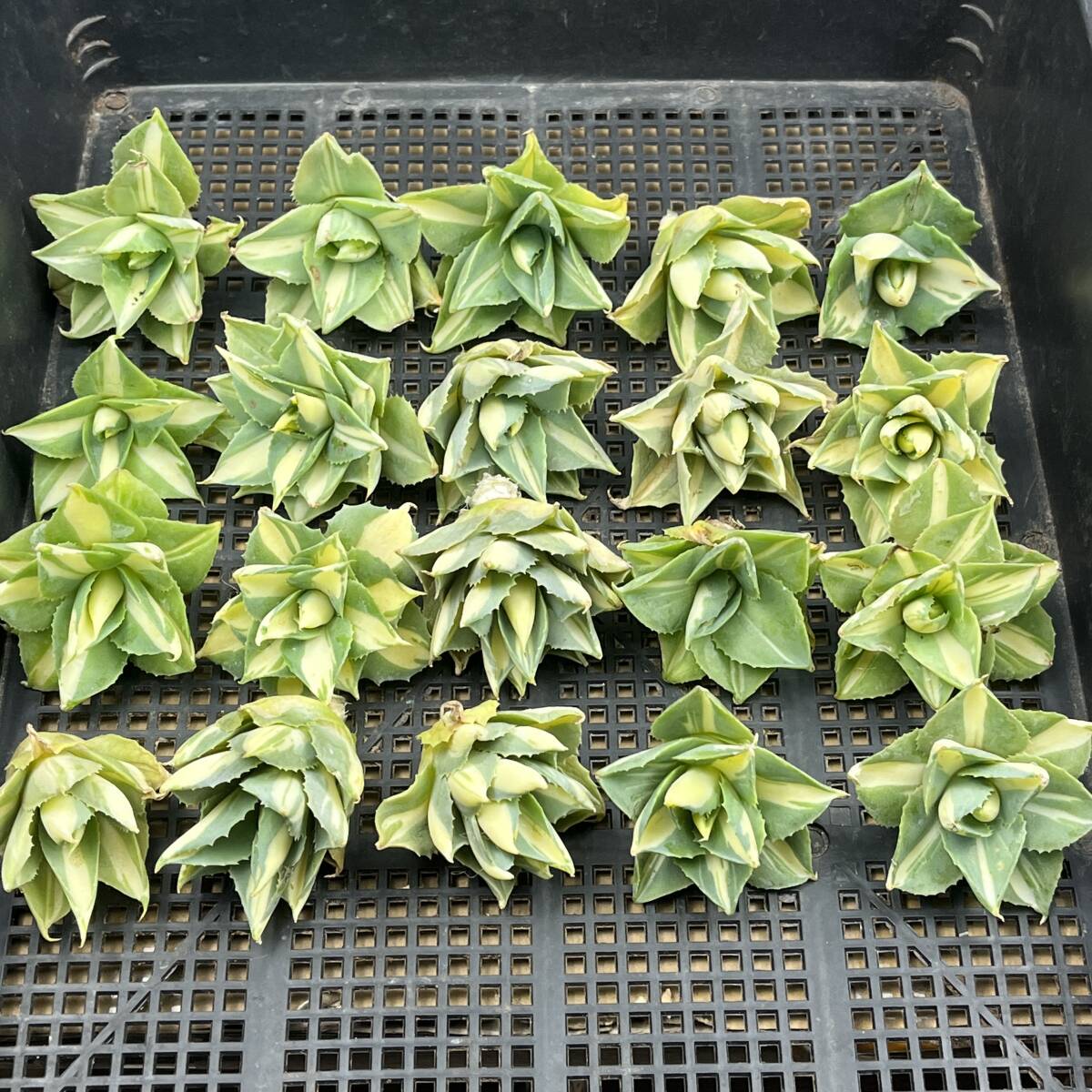 Yahoo!オークション - S58多肉植物 アガベ 王妃雷神 黄中斑 20株