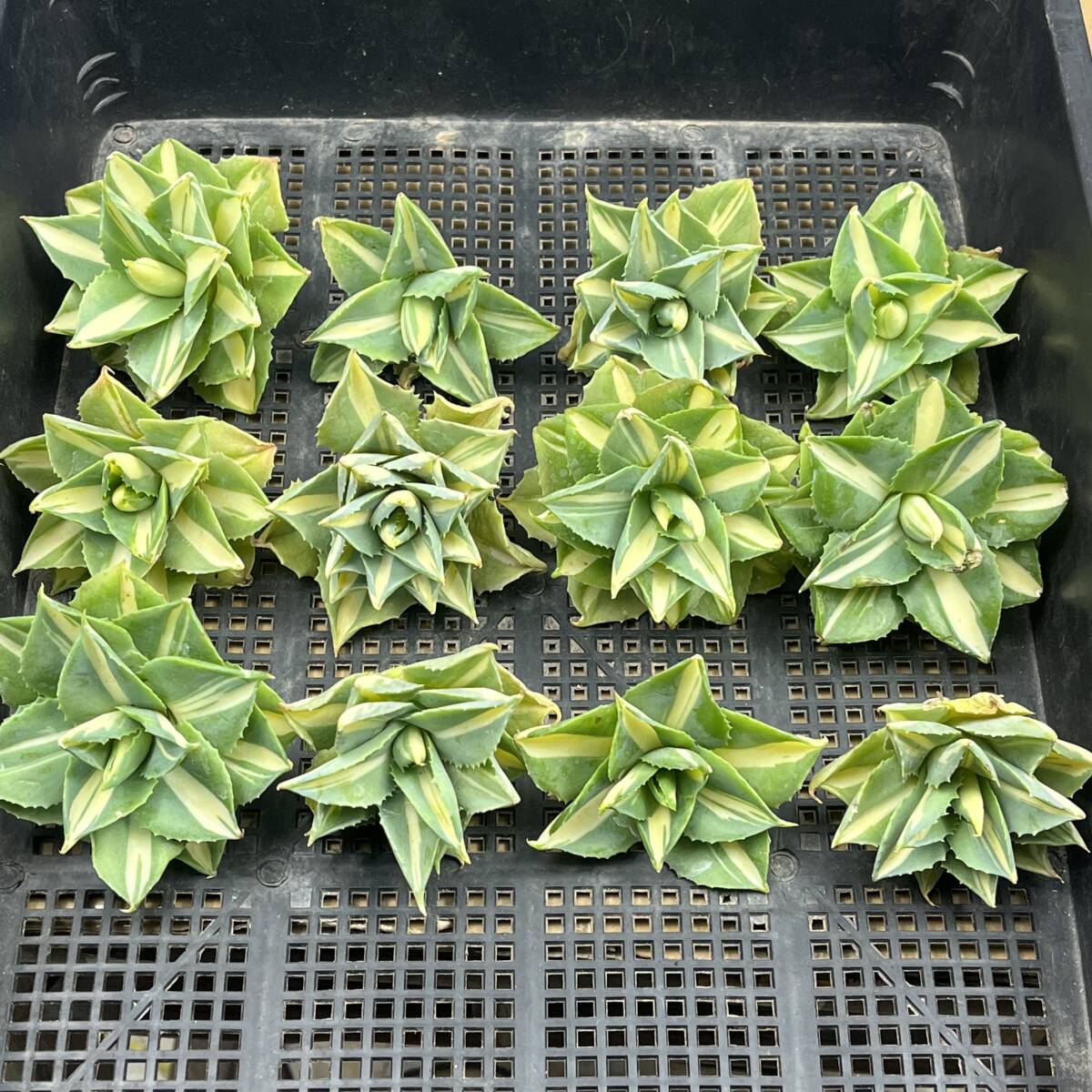 Yahoo!オークション - S59多肉植物 アガベ 王妃雷神 黄中斑 12株