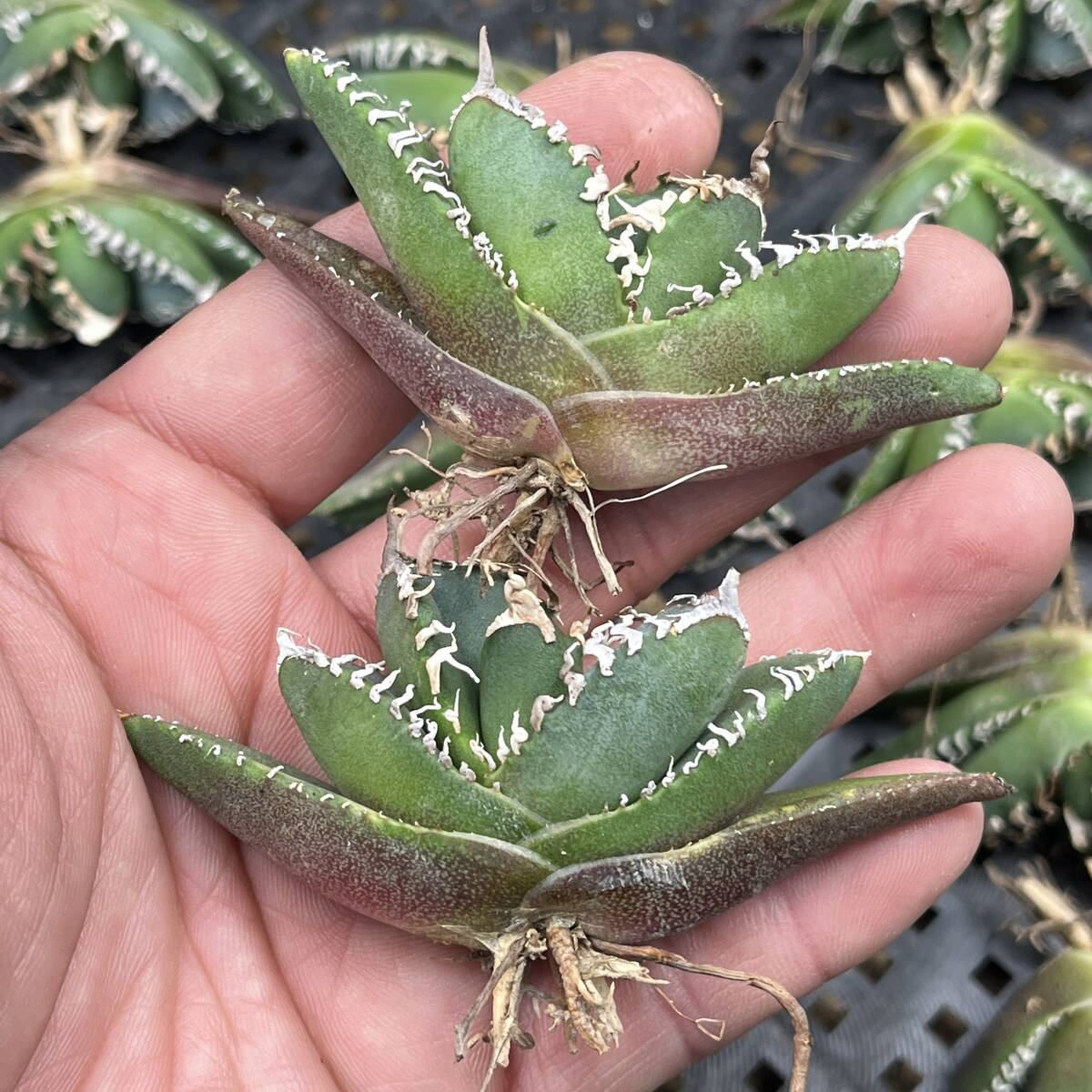 T18多肉植物アガベ チタノタ 南アフリカダイヤモンド agave titanota South Africa Diamond SAD 極上中小株 40株(アガベ)｜売買されたオークション情報 ...