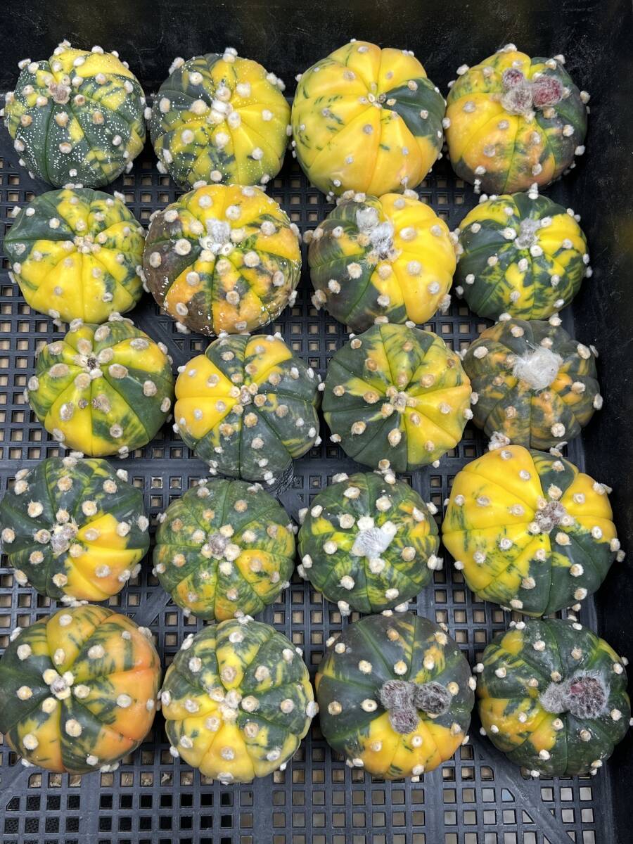 Yahoo!オークション - R24瑠璃兜錦・サボテン 多肉植物 20個