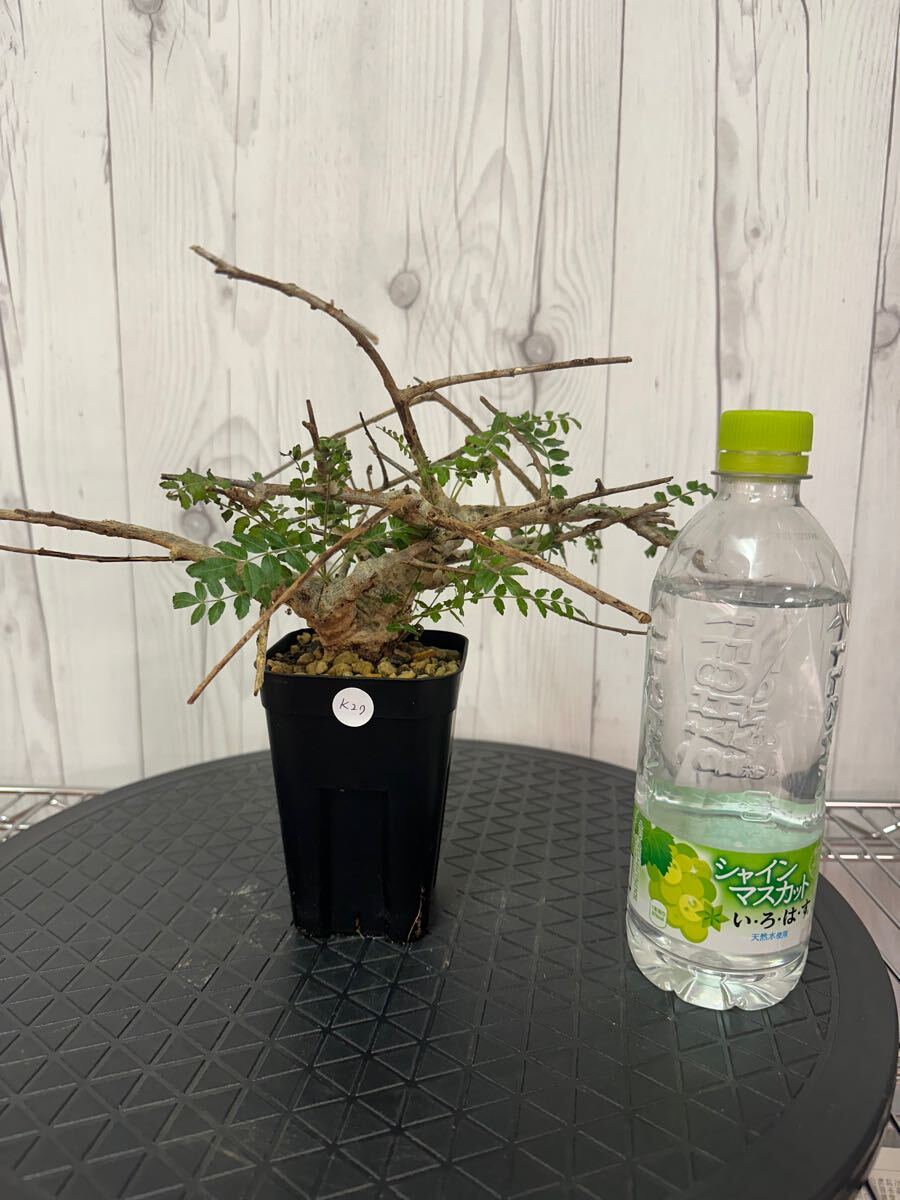 Yahoo!オークション - K0027 ボスウェリア ネグレクタ 発根済み コーデ...