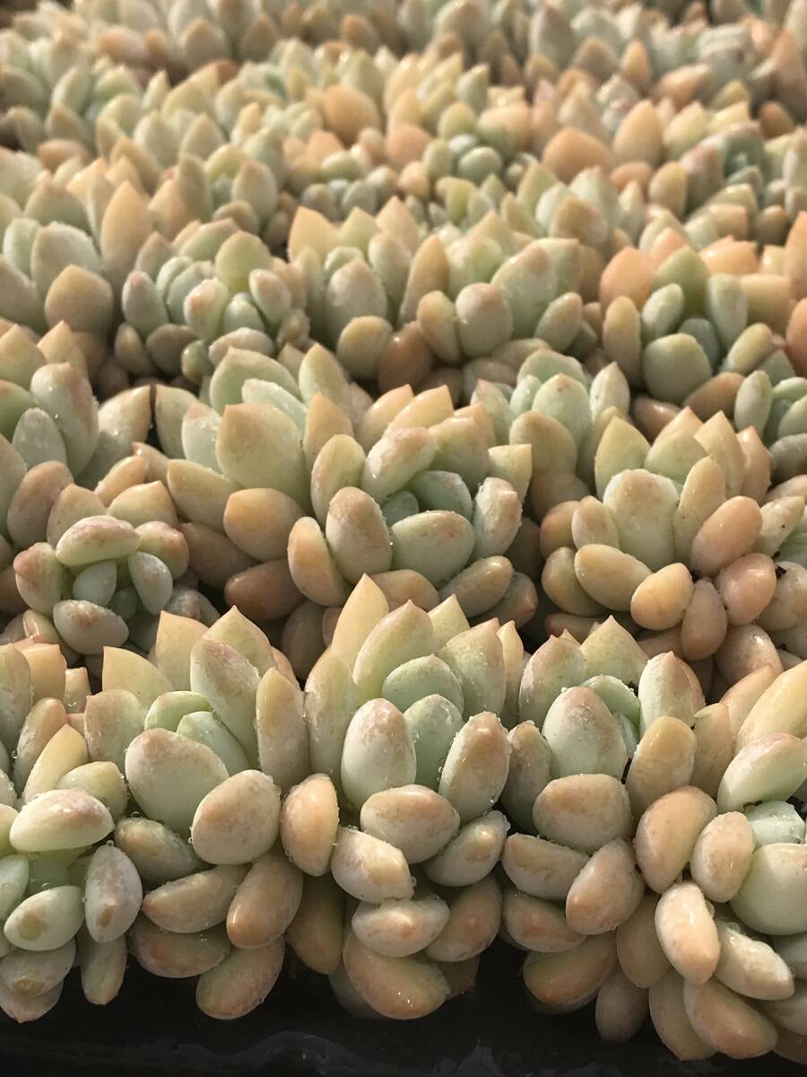 Yahoo!オークション - 105株 M53-1 多肉植物 エケベリア 思い玉如く 観...