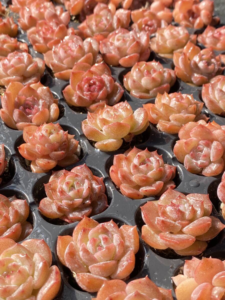 Yahoo!オークション - 105株 M236-1 多肉植物 エケベリア ピンクの魂 ...