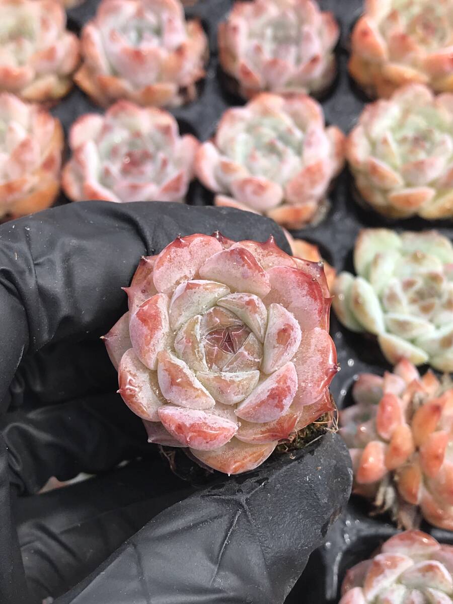 Yahoo!オークション - 128株 Q23-2 多肉植物 エケベリア いちごジャム ...