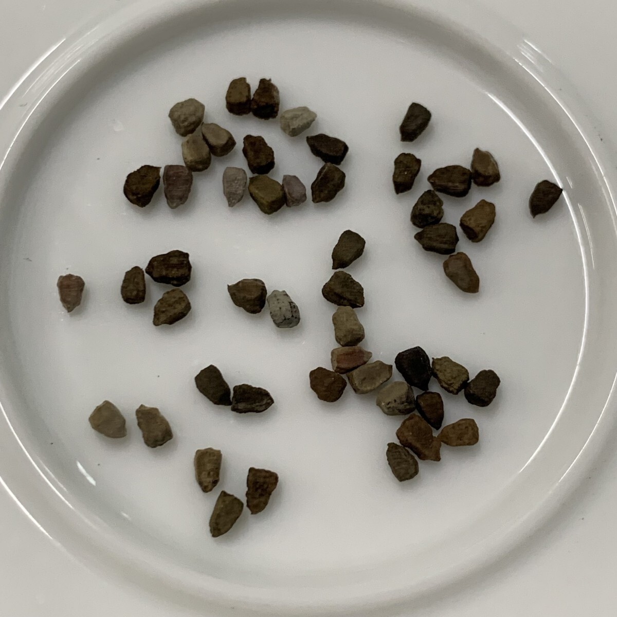 Yahoo!オークション - p54多肉植物 塊根植物 ユーフォルビア ムルチセ...