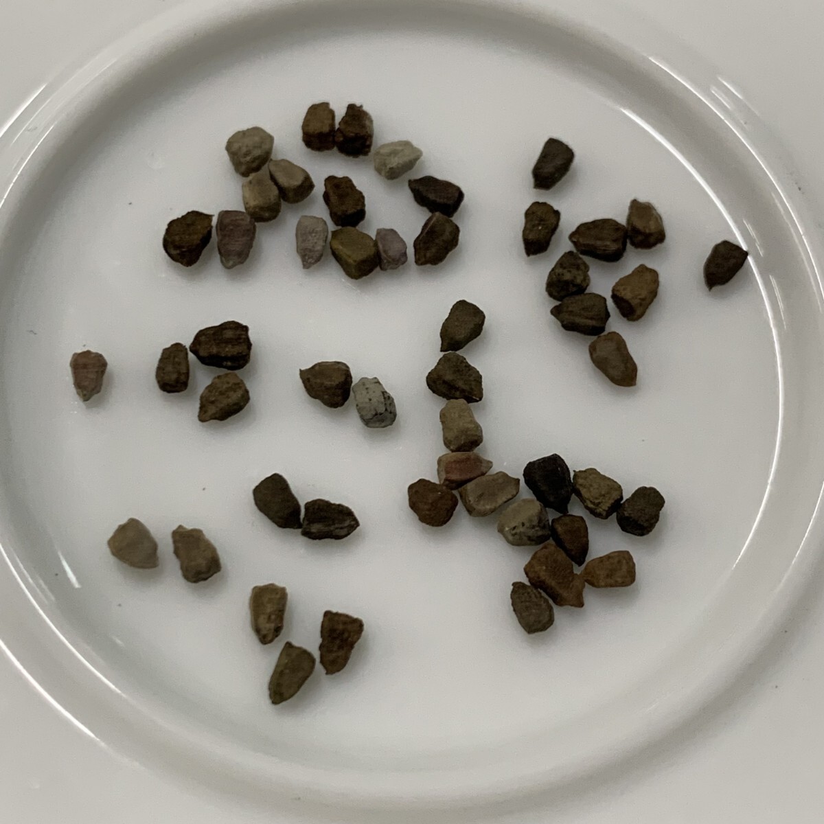 Yahoo!オークション - p54多肉植物 塊根植物 ユーフォルビア ムルチセ...