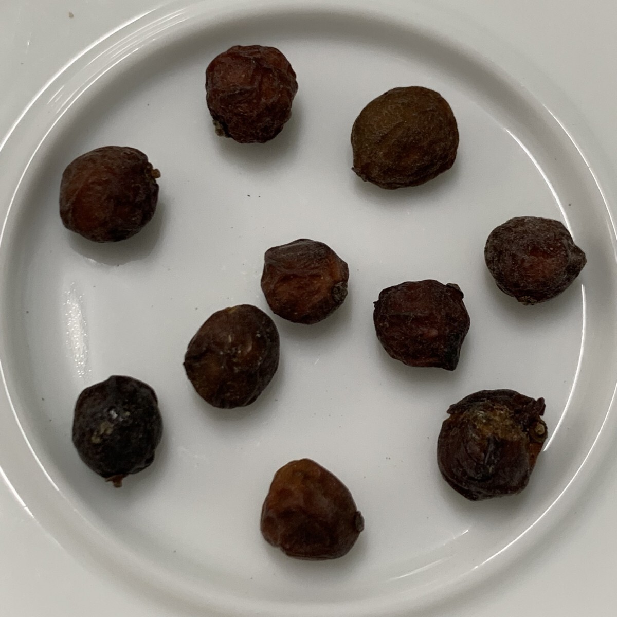 Yahoo!オークション - Operculicarya hyphaenoides オペルクリカリア ...