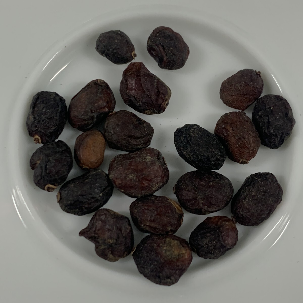 Yahoo!オークション - s779 種子20粒Operculicarya hirsutissimaオペル...