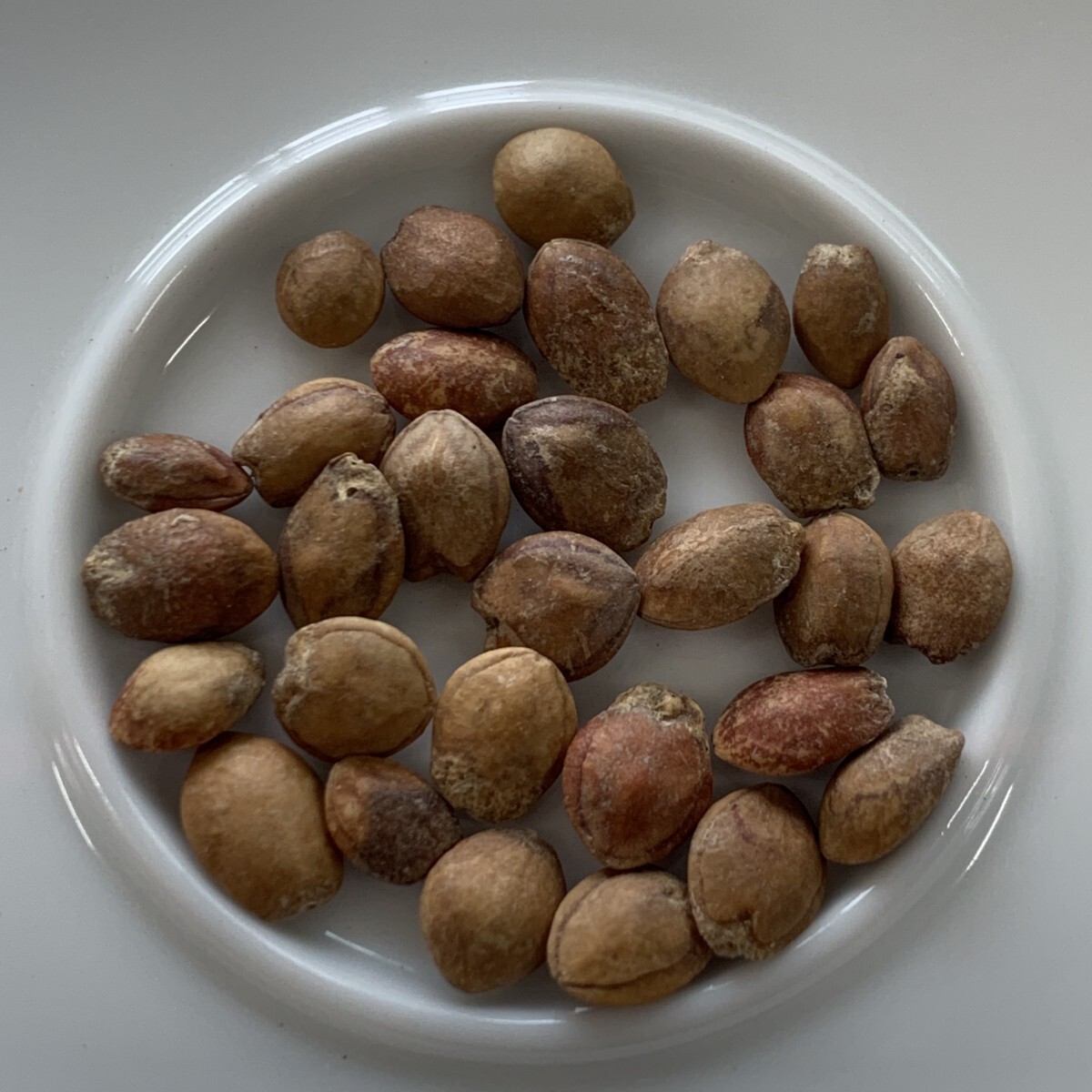 Yahoo!オークション - s851 種子30粒【Commiphora eminii】コミフォラ ...